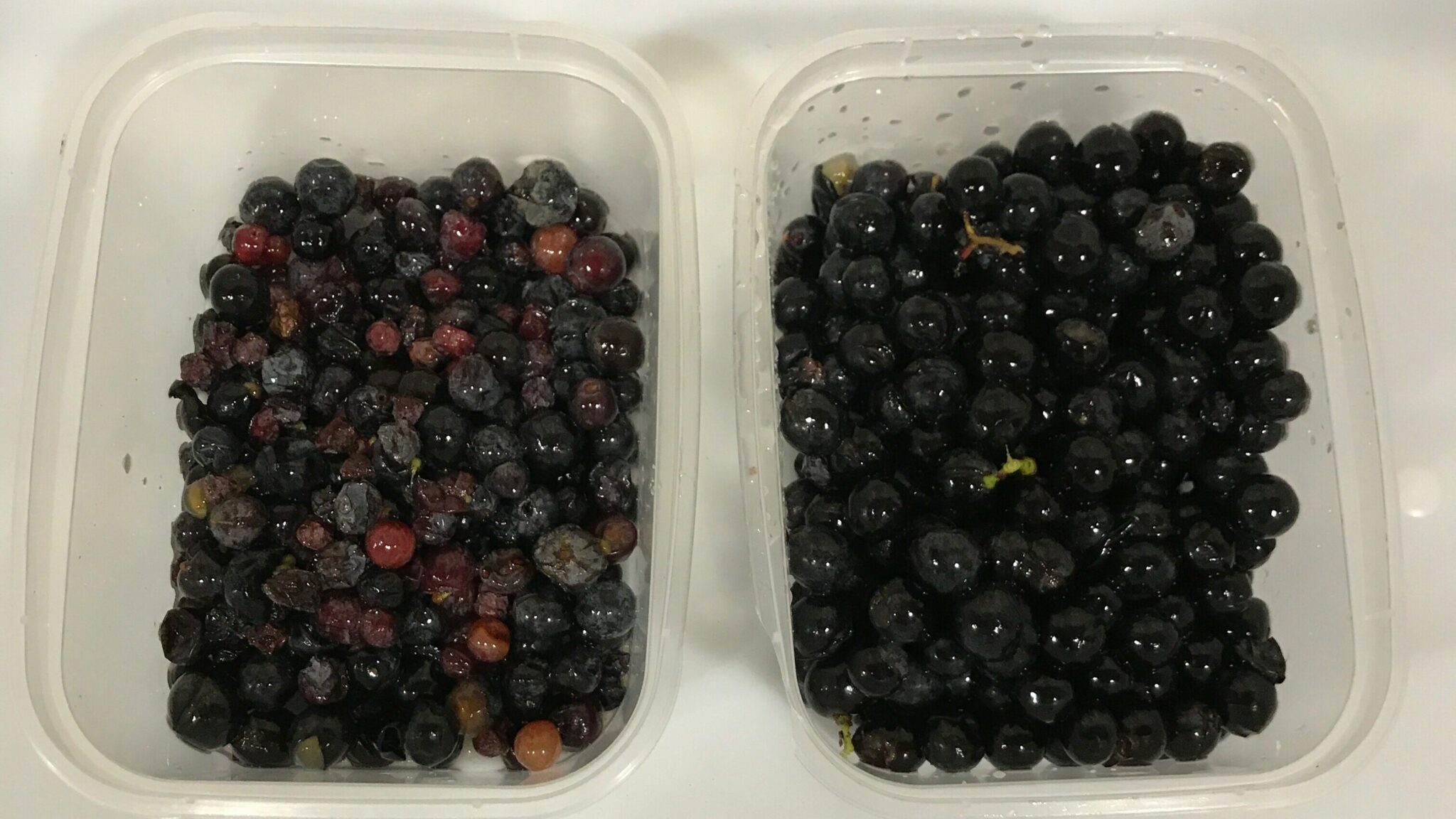 Grape sorting: a crucial step in crafting quality wine